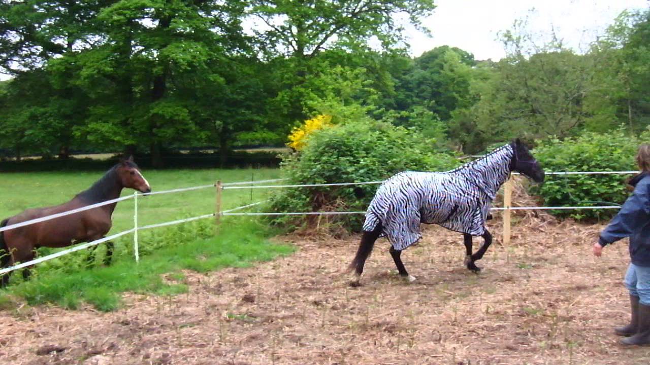 Zebra vs Flies - YouTube