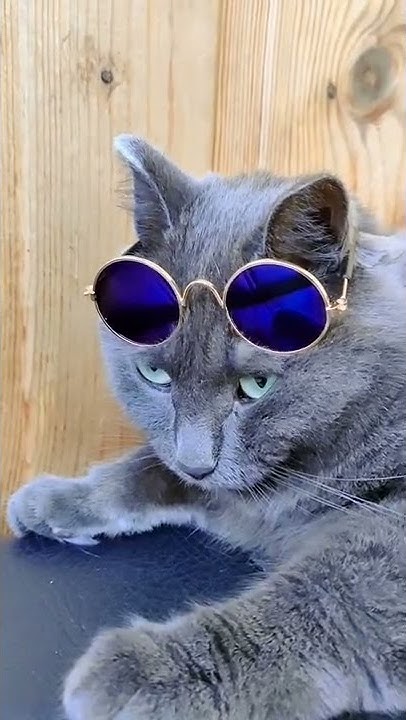 ОЧКИ ДЛЯ КОШКИ/ВОТ ЭТО ХАРИЗМА/COOL/FUNNY CATS - YouTube