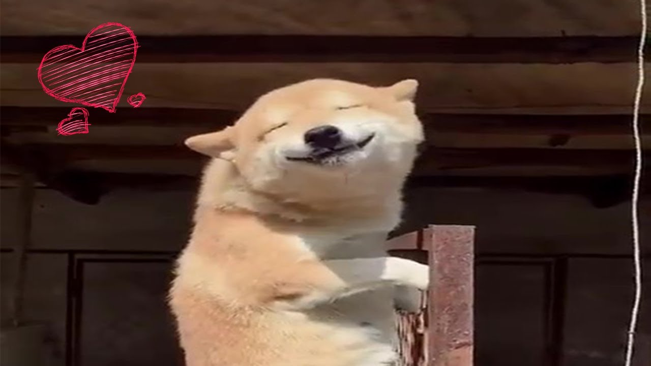 Smiling Shiba Inu Trying To Escape - YouTube