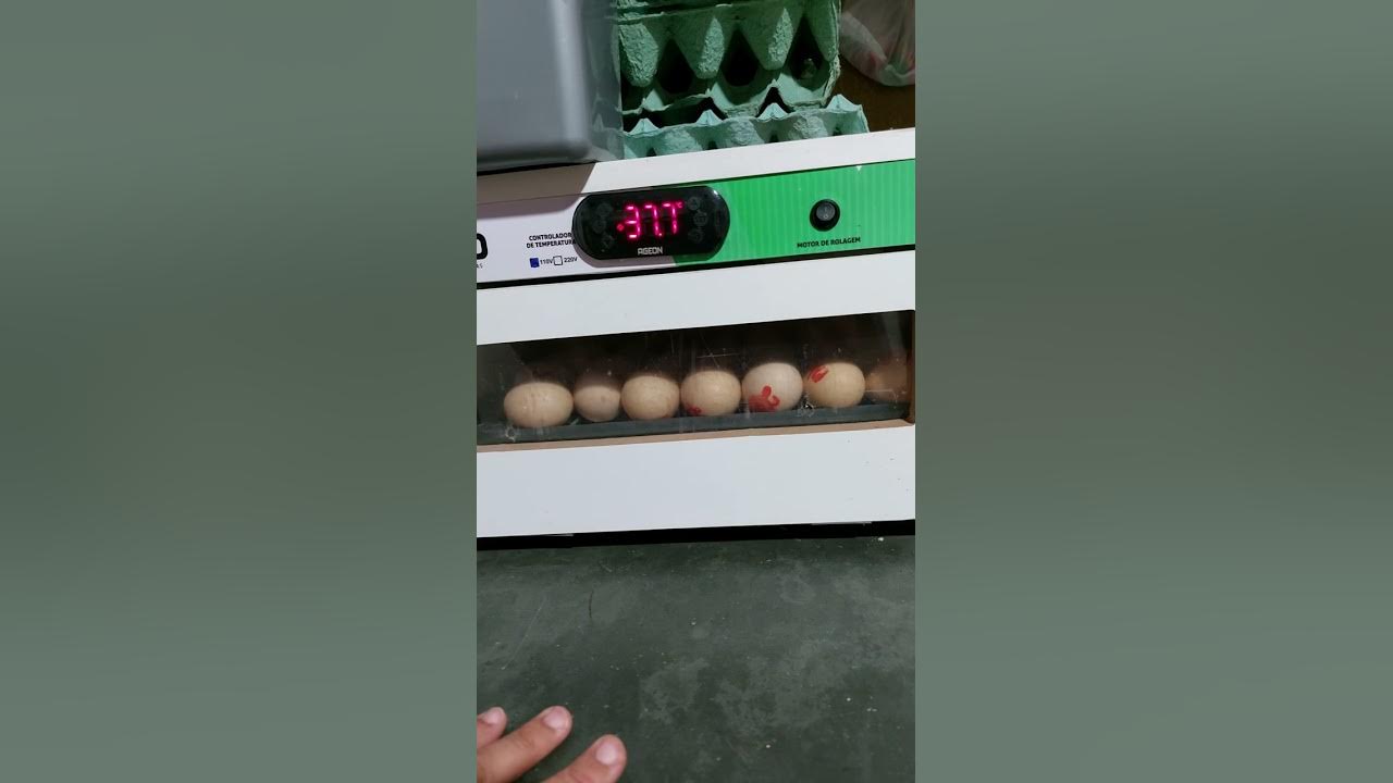 Como Funciona A Rolagem Da Eclo Chocadeiras ? - YouTube