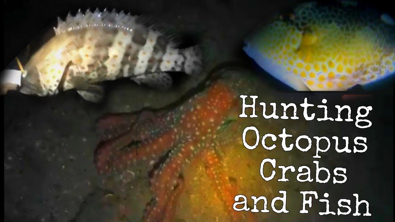 Traditional Spearfishing Philippines Hunting Octopus,Crabs and Fish At ...