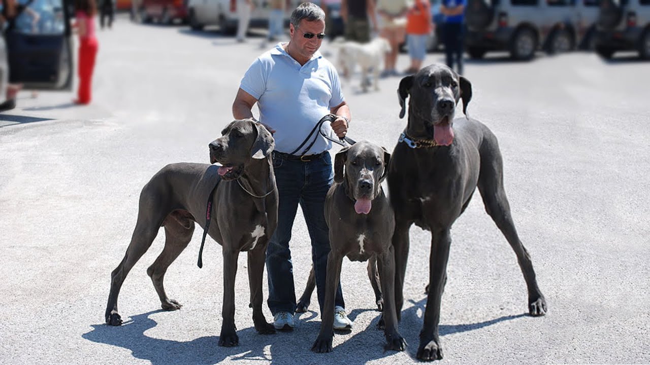 These Are Top 10 Easy Going Dog Breeds - YouTube