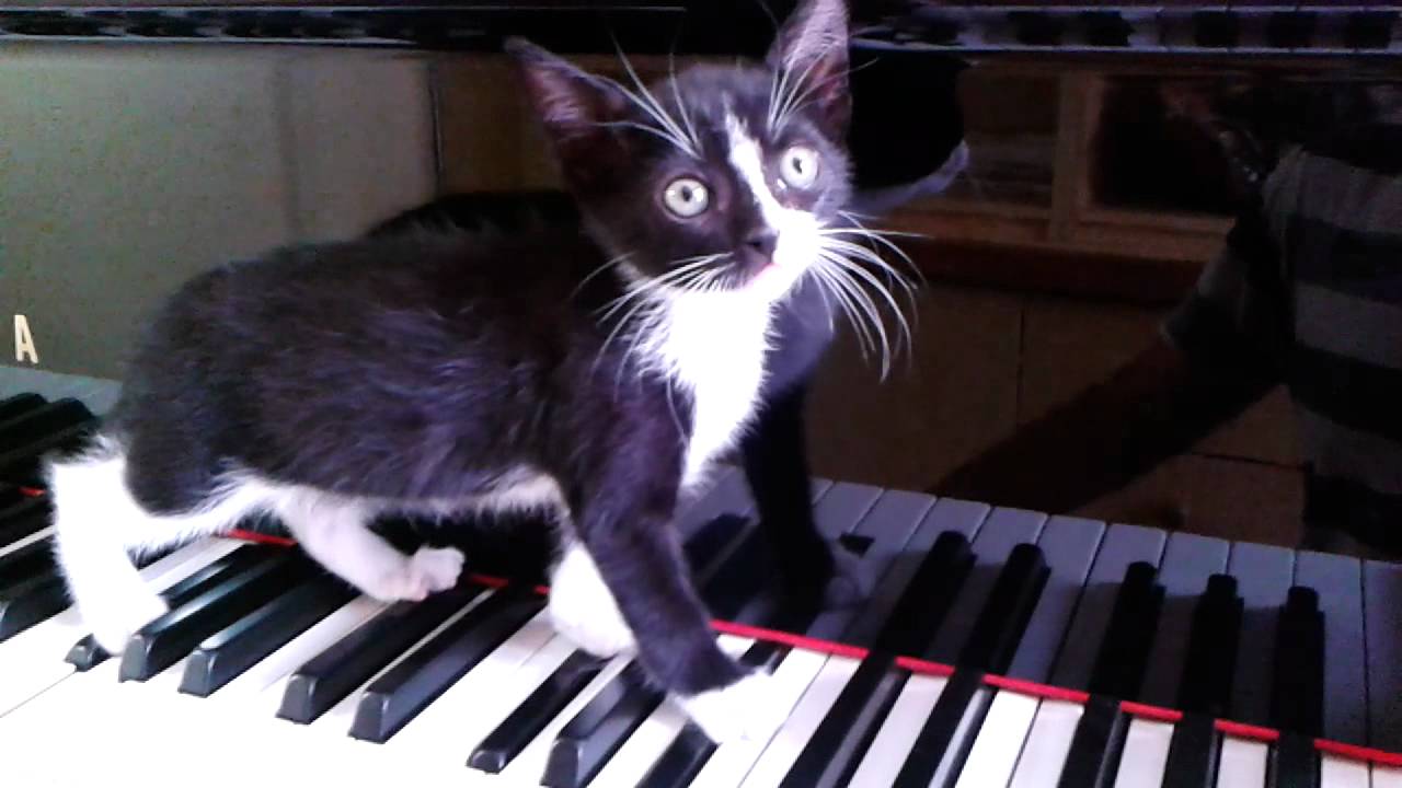 Gato tocando el piano - YouTube
