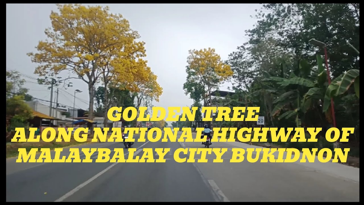 GOLDEN TREE NANG MALAYBALAY CITY BUKIDNON - YouTube