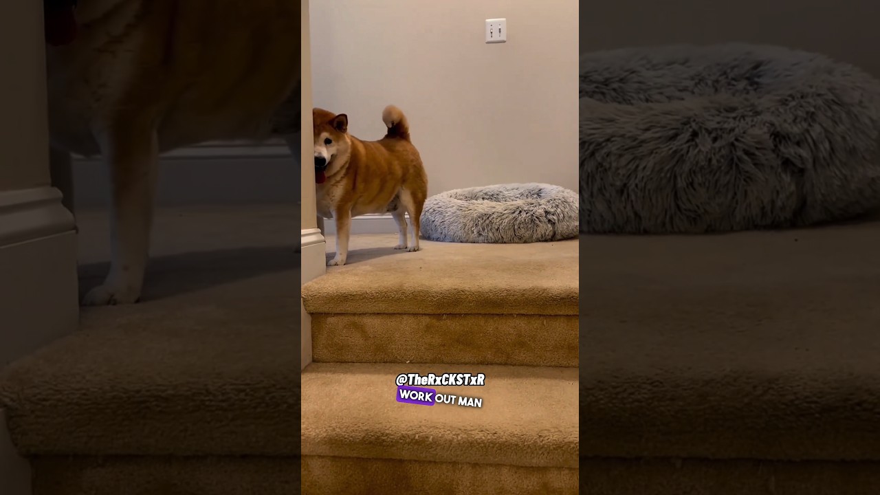 Dog Working Out Like Zoomy RxCKSTxR Comedy Voiceover YouTube dog-working-out-like-zoomy-rxckstxr-comedy-voiceover-youtube