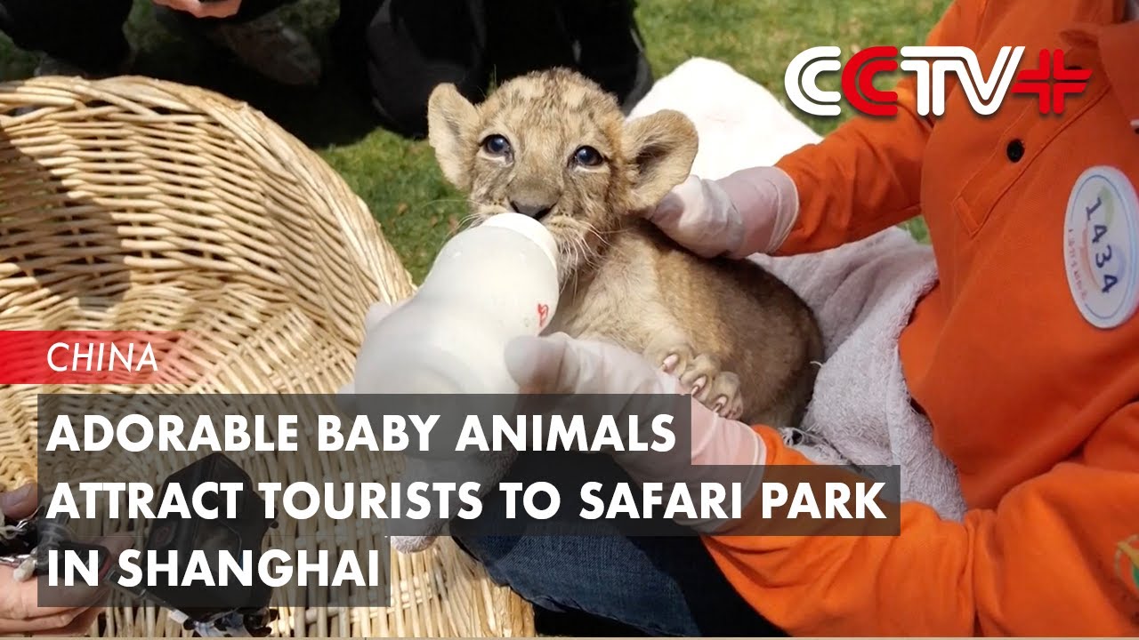 Adorable Baby Animals Attract Tourists to Safari Park in Shanghai - YouTube
