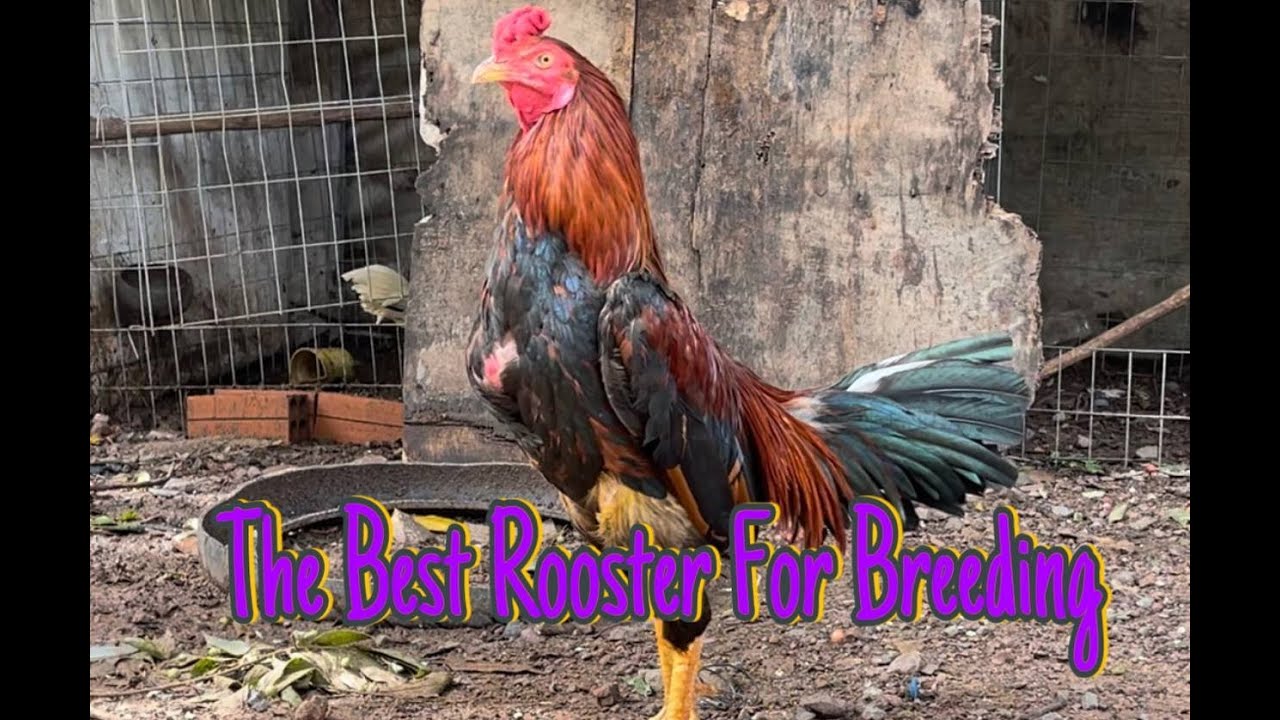 The Best Rooster For Breeding 2024 - YouTube