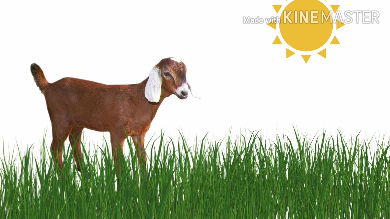 Goat Sound Effect || Feel the music || - YouTube