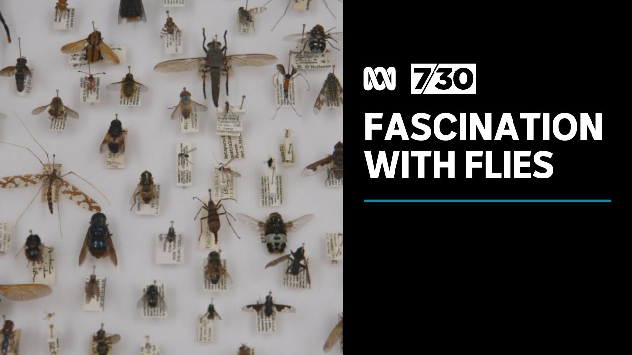 Why flies are the most underrated group of insects | 7.30 - YouTube
