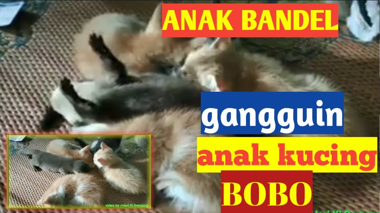 the cat was bullied by the otter // Otter tidur bersama anak kucing ...