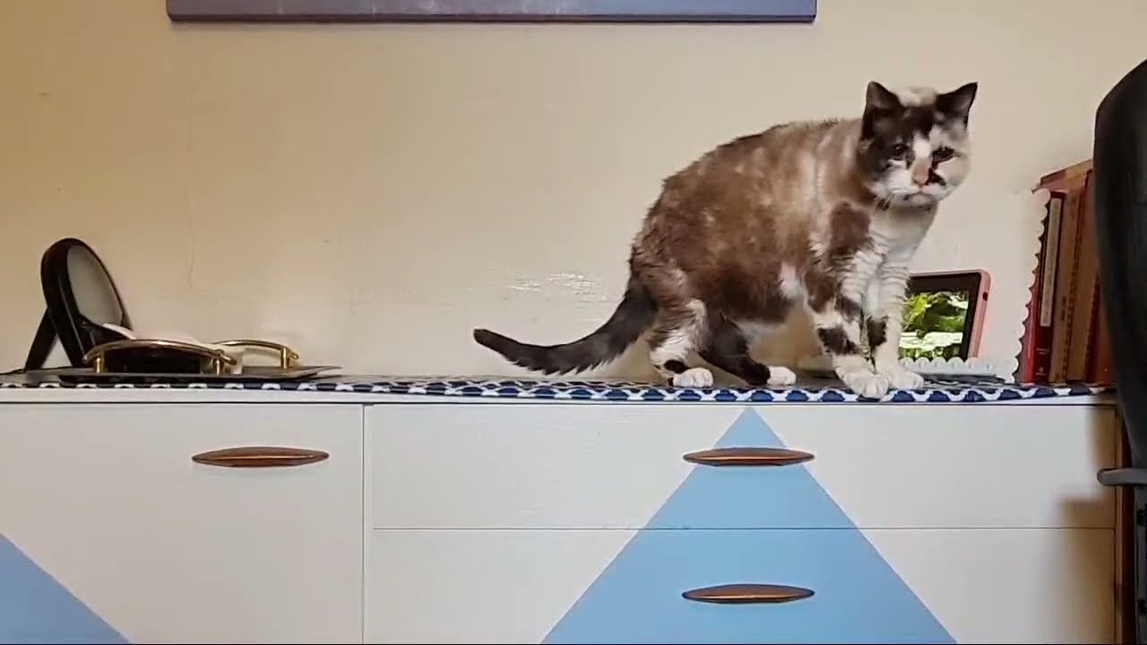 Cute clumsy cat takes a tiny tumble - YouTube