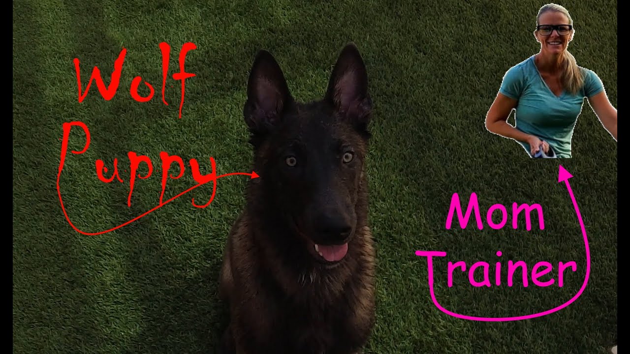 Wolf Puppy: Exercise and Training with Mom! - YouTube