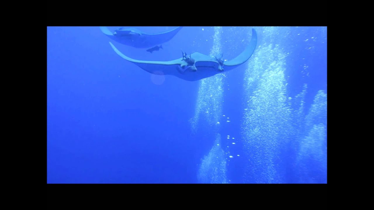 Diving Princess Alice Bank 30 augusti 2013 - YouTube