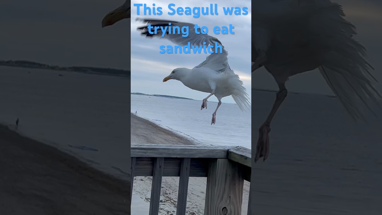 this seagull tried to eat sandwich - YouTube