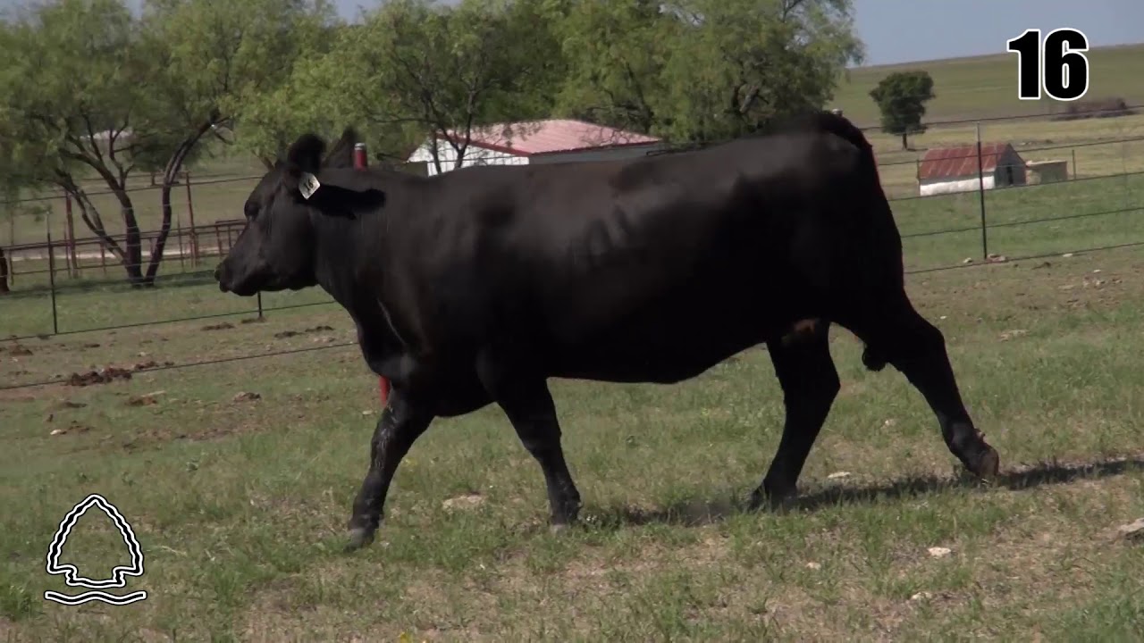 Pearcy Angus Ranch Lot 16 - YouTube
