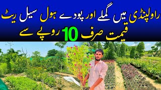 Cheapest Nursery Plants In Rawalpindi | Sasta Indoor Outdoor Plant Nursery 2026.