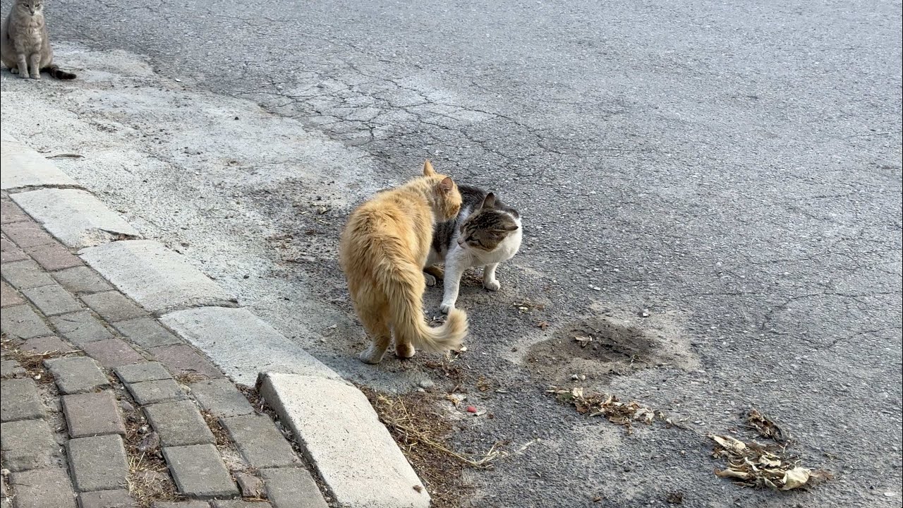 Very angry cats arguing each other - YouTube