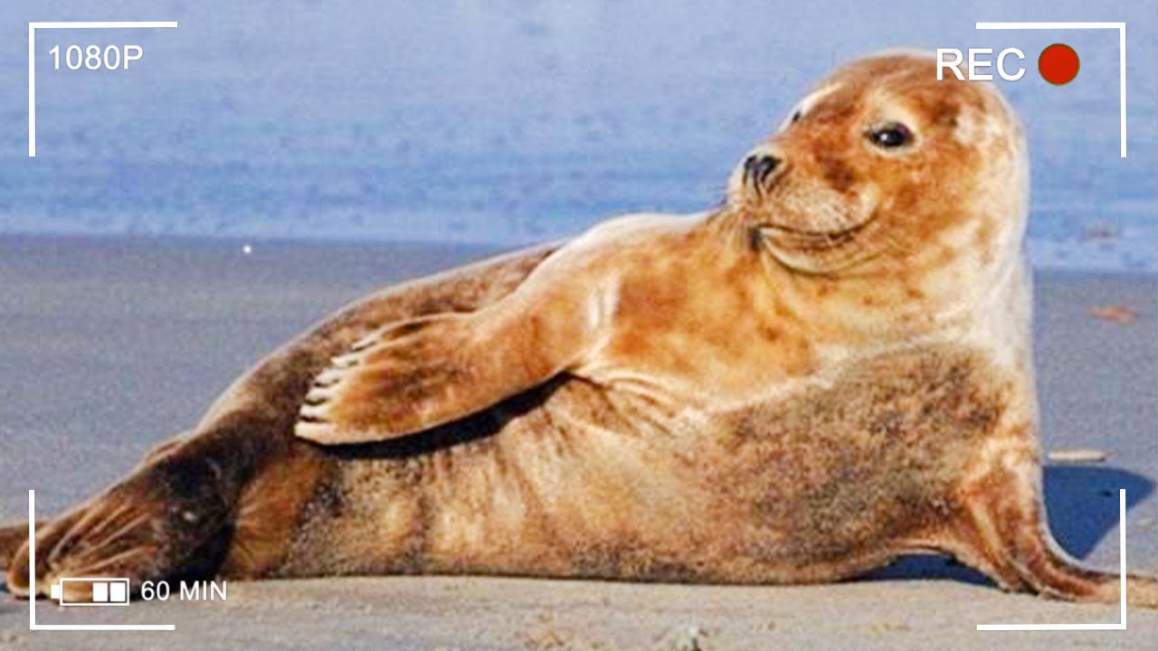 Most UNBELIEVABLE Animal Moments Ever Caught On Camera - YouTube