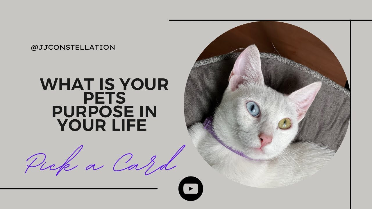 🐈Pick a Card 🐈‍⬛Your Pets purpose with you - Your Familiars Purpose ...