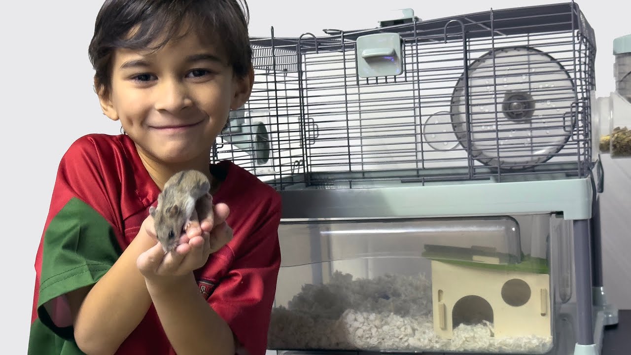 A new member to the Family, Henry the Hamster! - YouTube