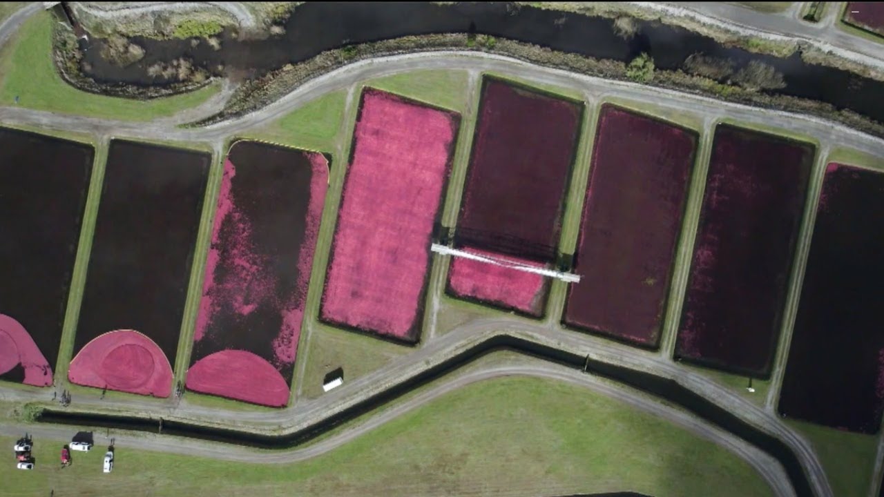 Cranberry: una de las cosechas más atractivas en la agricultura - YouTube