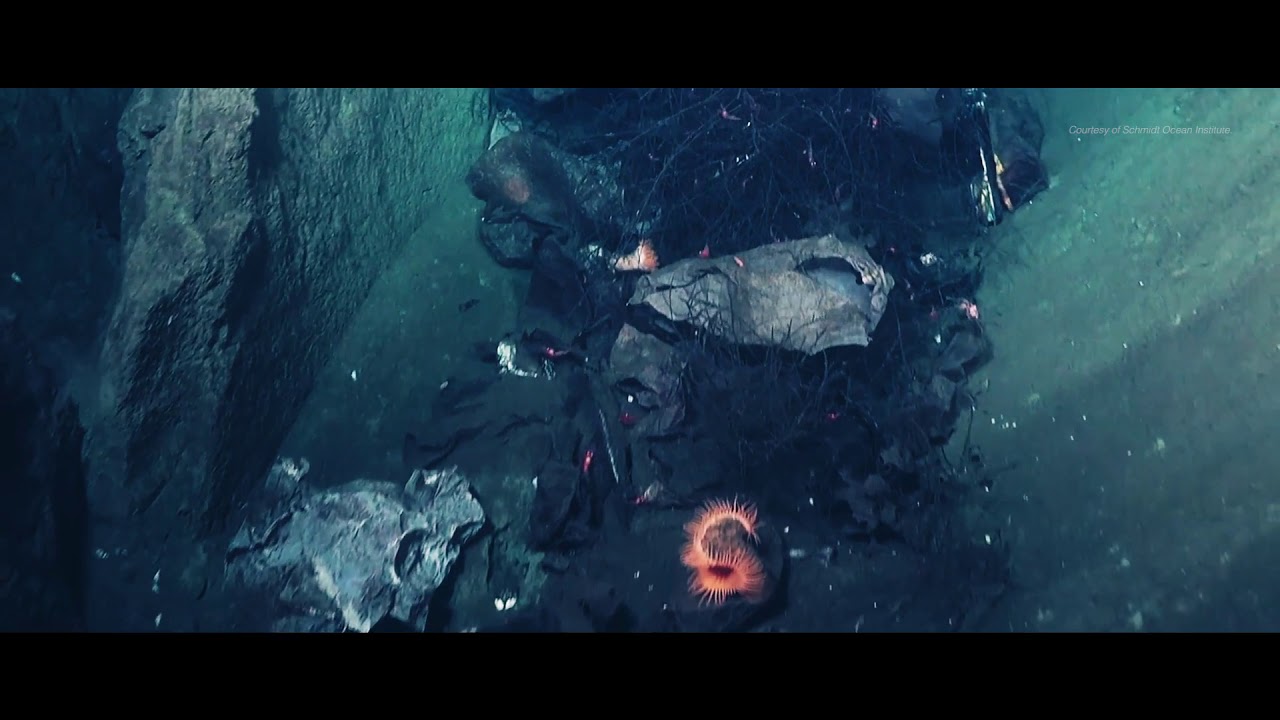 WWF Germany Eurythenes Plasticus - YouTube