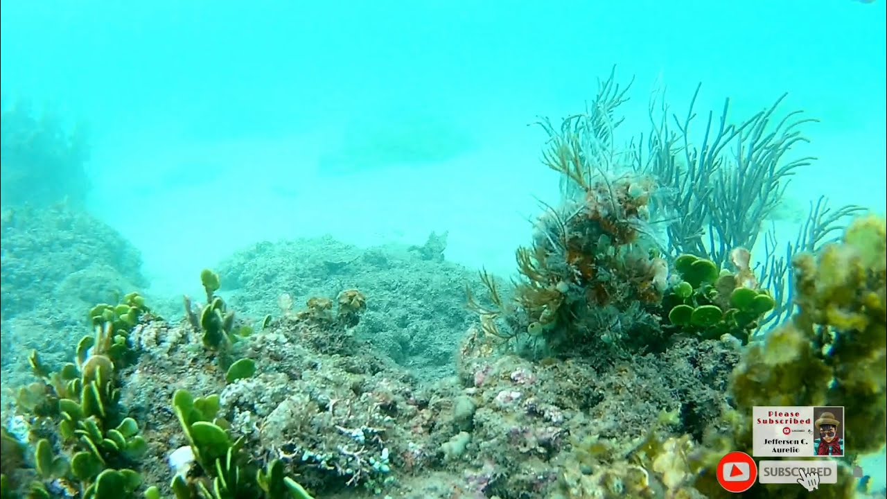 HALAMANG DAGAT NA MAKATI SA BALAT || PALAWAN philippines - YouTube