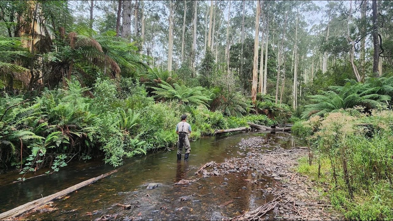 Lure Vs Flyfishing! Trout Fishing With Noojee Bushgoods - YouTube