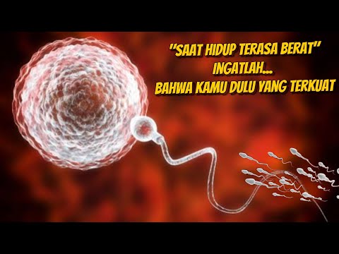 Proses pertemuan 5perm4 dan sel telur sampai terbentuk janin #animation