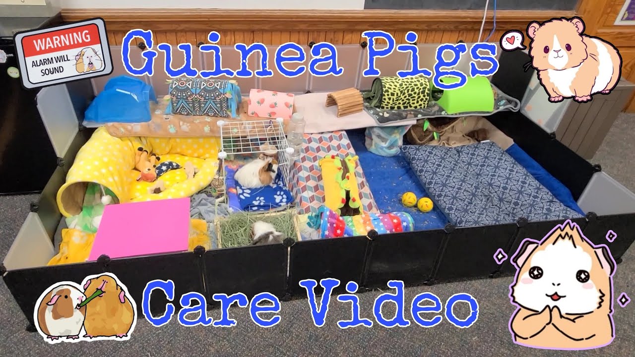 How to Care for our Classroom Guinea Pigs - YouTube