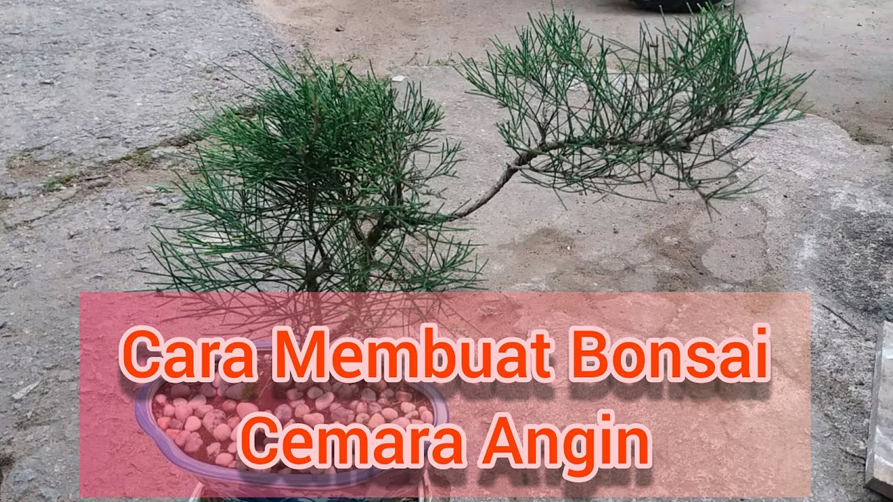 🔴TUTORIAL...!!! CARA MENANAM BAHAN BONSAI CEMARA ANGIN UNTUK PEMULA ...