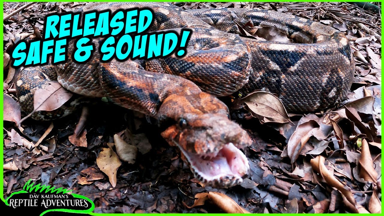 RELEASING A RESCUE BOA IMPERATOR IN MEXICO! - YouTube