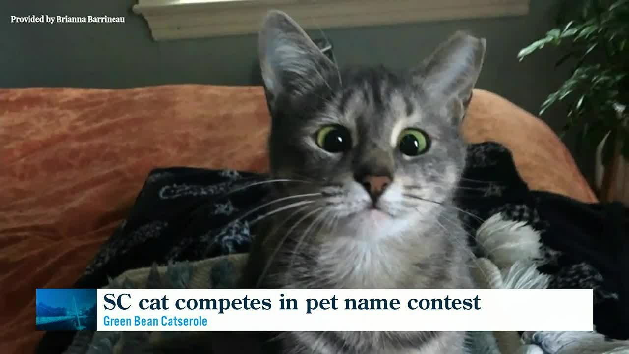 SC cat in running for Wacky Pet Name contest - YouTube