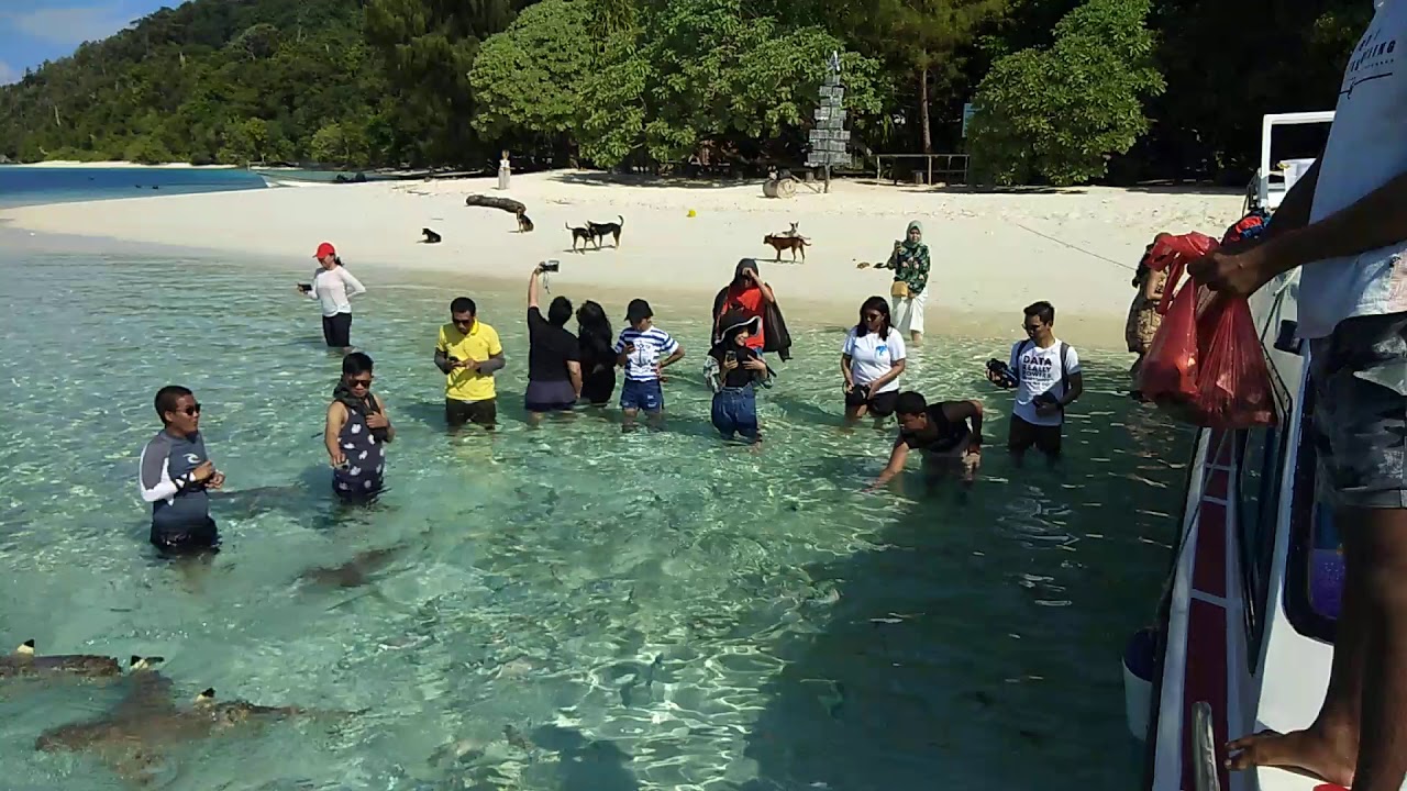 Shark in wayag island raja ampat - YouTube