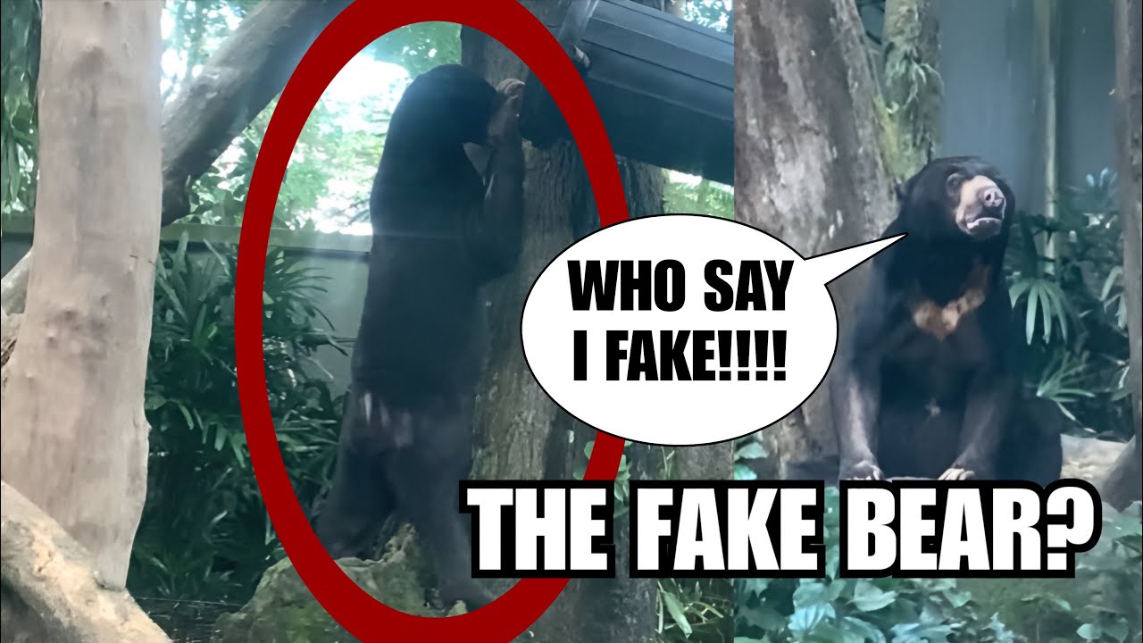 Fake Bear spotted in Singapore? - Sun Bear | Singapore Zoo - Mandai ...