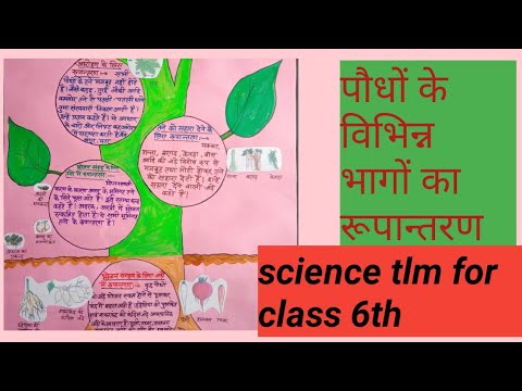 Science tlm for class 6th पौधों के विभिन्न भागों का रूपान्तरण - YouTube