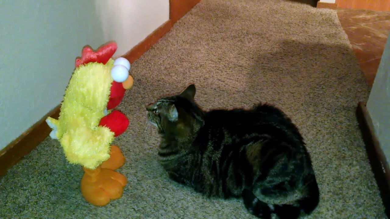 Chester meets chicken Elmo - YouTube