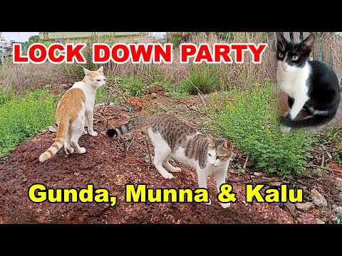 GUNDA, MUNNA & KALU 😻 Lock Down  Party 😻🤣 Funniest 🐶 Dogs and 😻 Cats