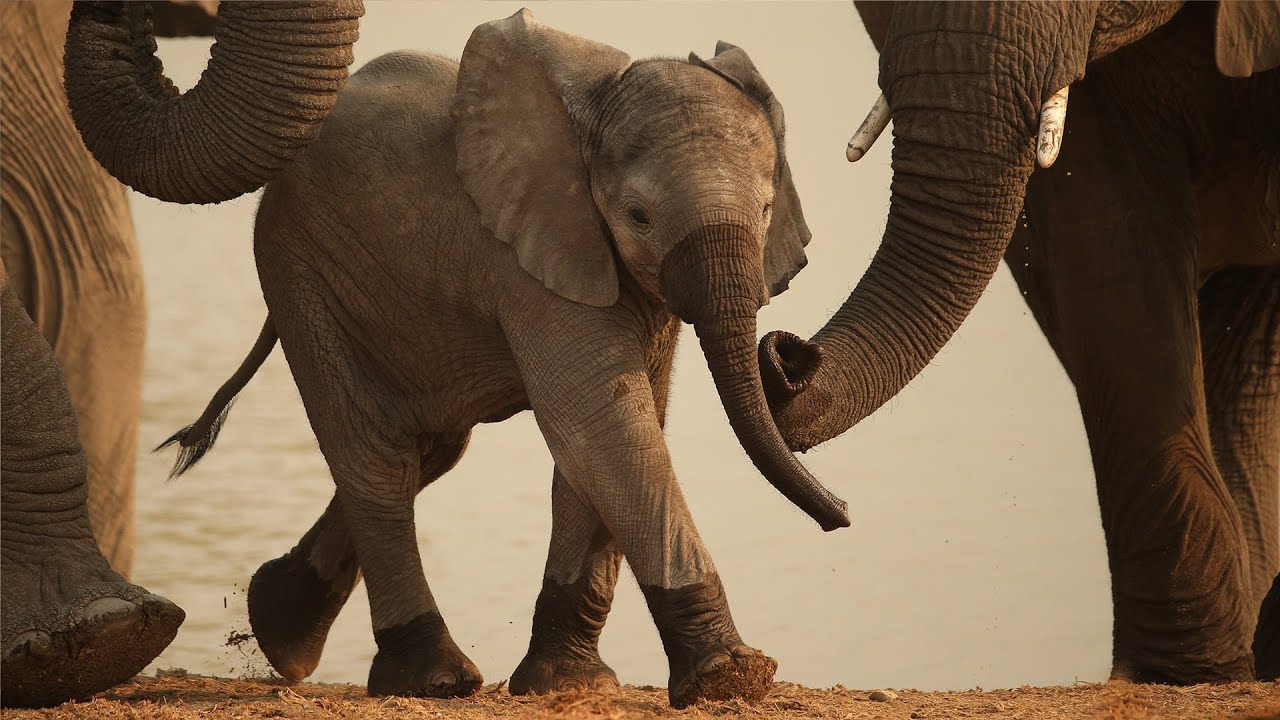 Why Elephants Need Water For More Than Just Drinking | 4K | Zimbabwe ...