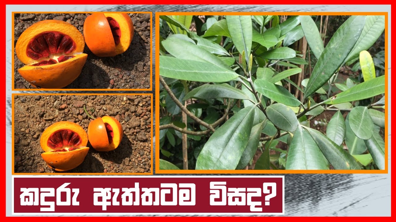 දිවි කදුරු ඇත්තටම විසද? Diwi Kaduru Plant - කදුරු / දිවිකදුරු (Kaduru ...