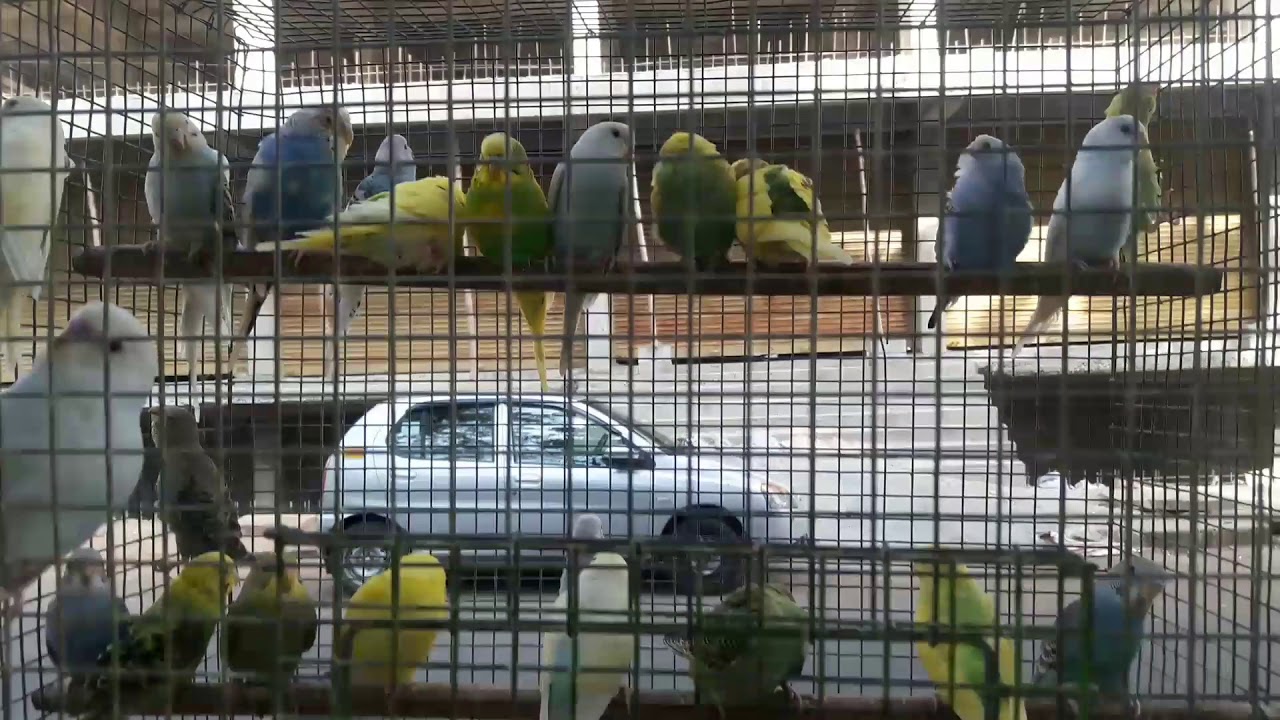 Stephen fish and birds - YouTube