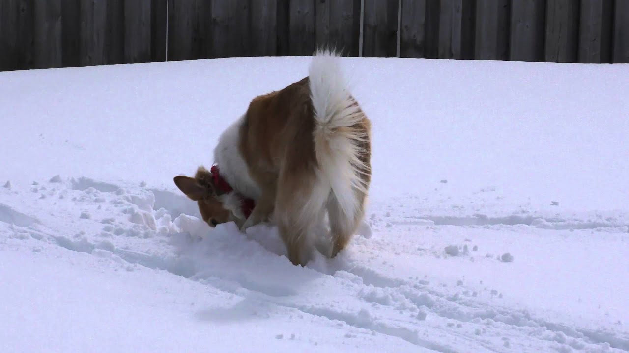 Sandy the Dog - slipped disc - video #5 - YouTube