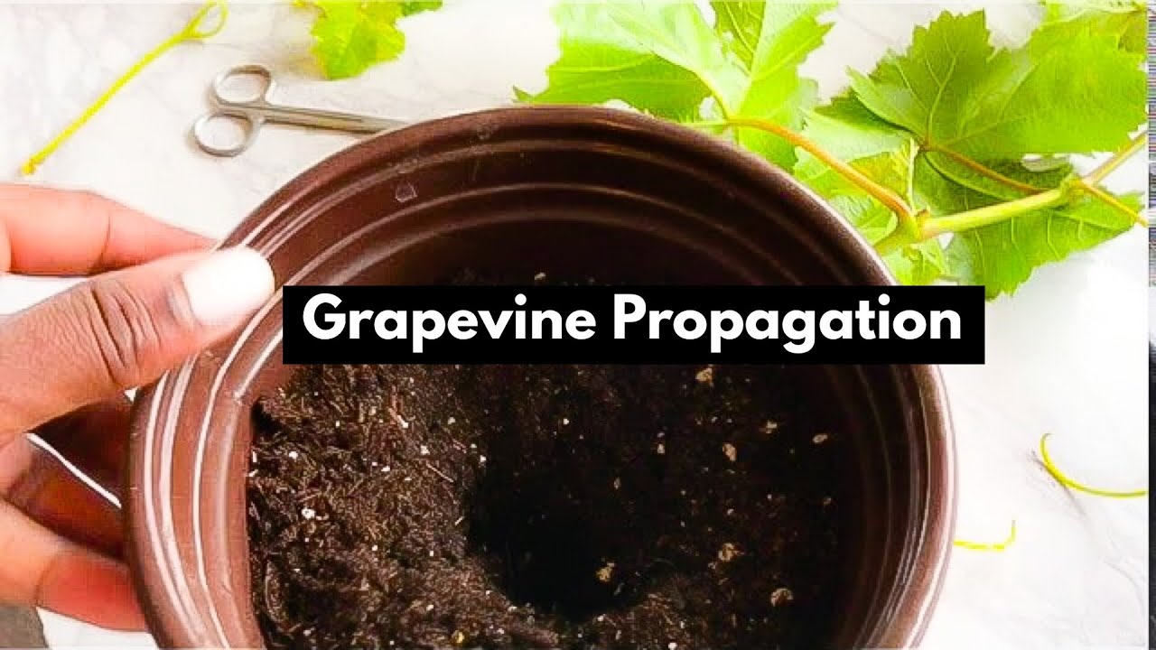 Propagating Grapevines | GARDEN VLOG - YouTube
