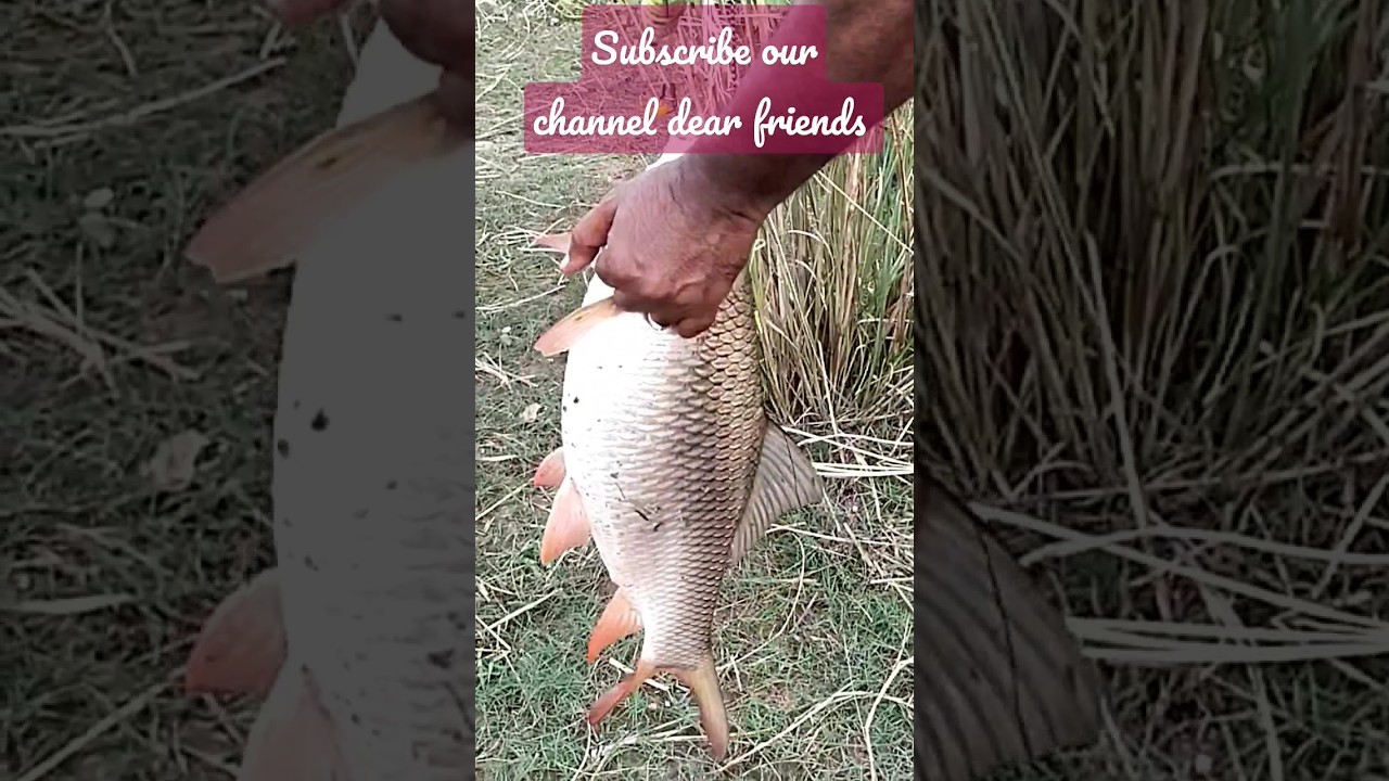 5kg roghu fish b #big size - YouTube