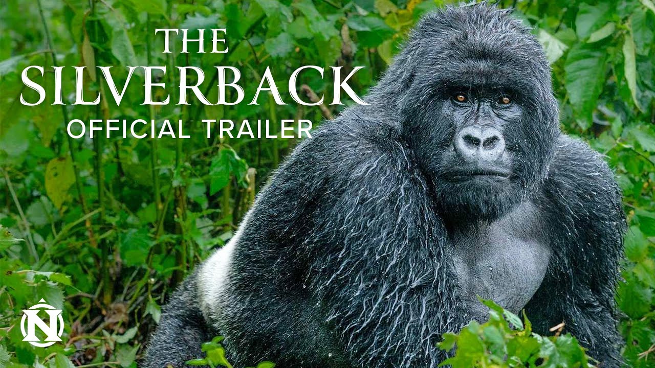 TRAILER — The Silverback - YouTube