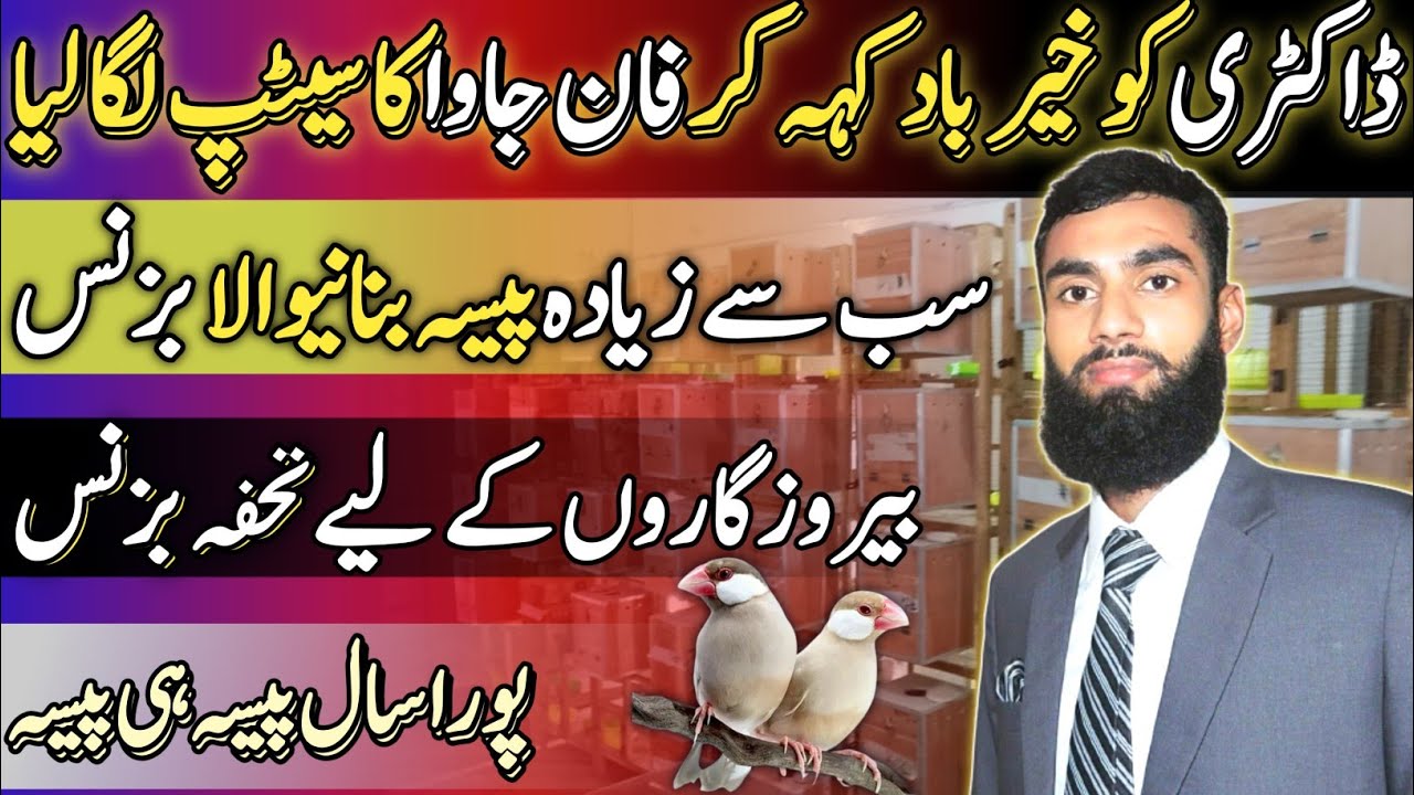 How To Earn With Fawn Java In Pakistan | Fawn Java Future In Pakistan | Java Sparrow | Fawn Java ...