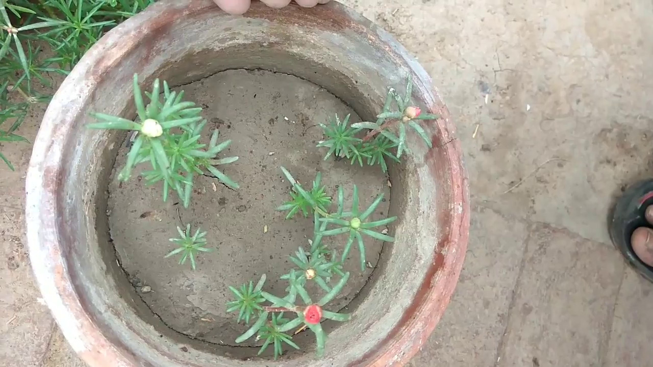 How to grow portulaca from cutting care and tips || portulaca seedlings ...