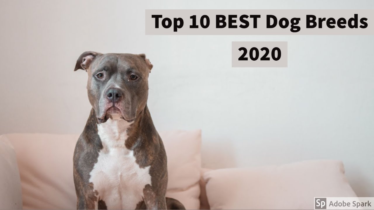 Top 10 Best Dog Breeds||All top 10|| - YouTube