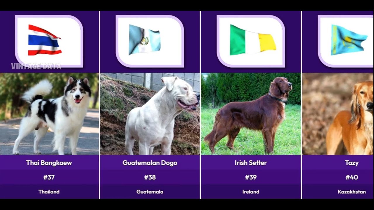 Popular Dog Breeds in the World | Dog Breeds from Different Countries ...