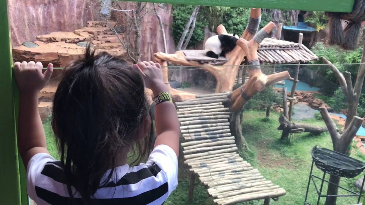 Istana Panda di Taman Safari Indonesia | Akhirnya Giant Panda ada di ...